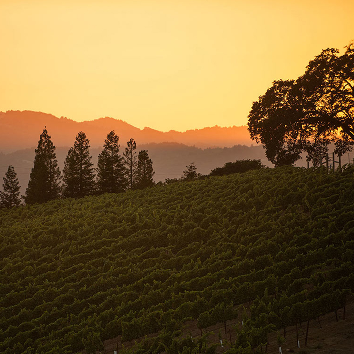Journeyman - Liberty Wines