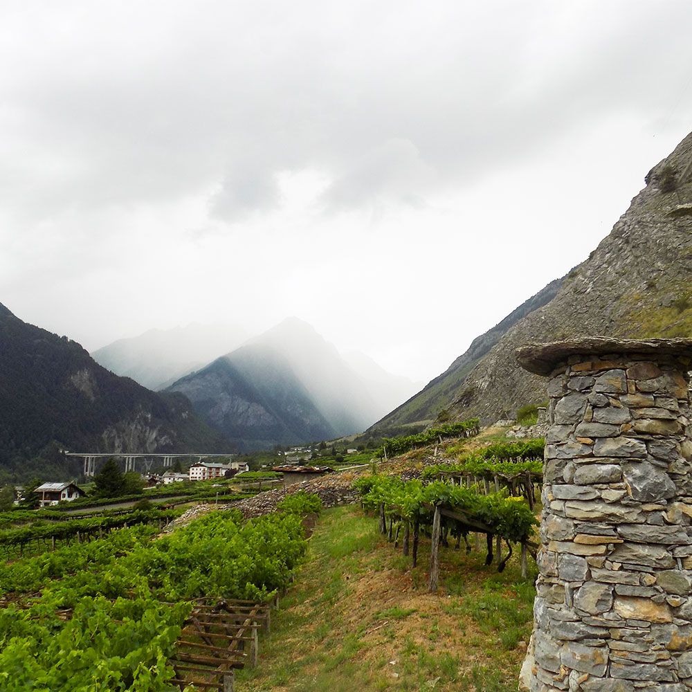 Ermes Pavese - Liberty Wines