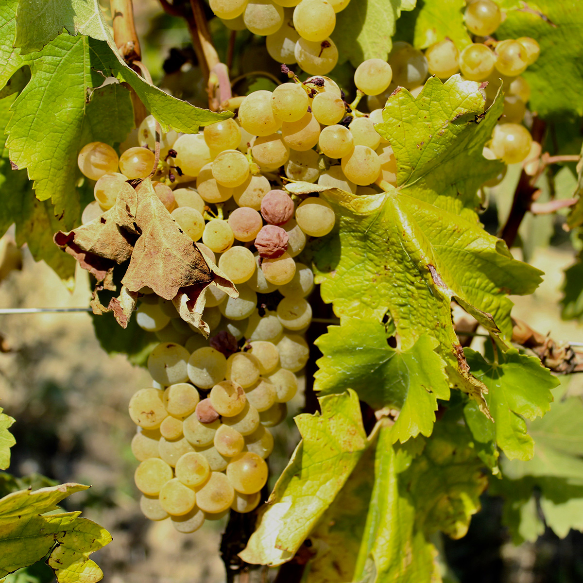 Vigne Marina Coppi - Liberty Wines