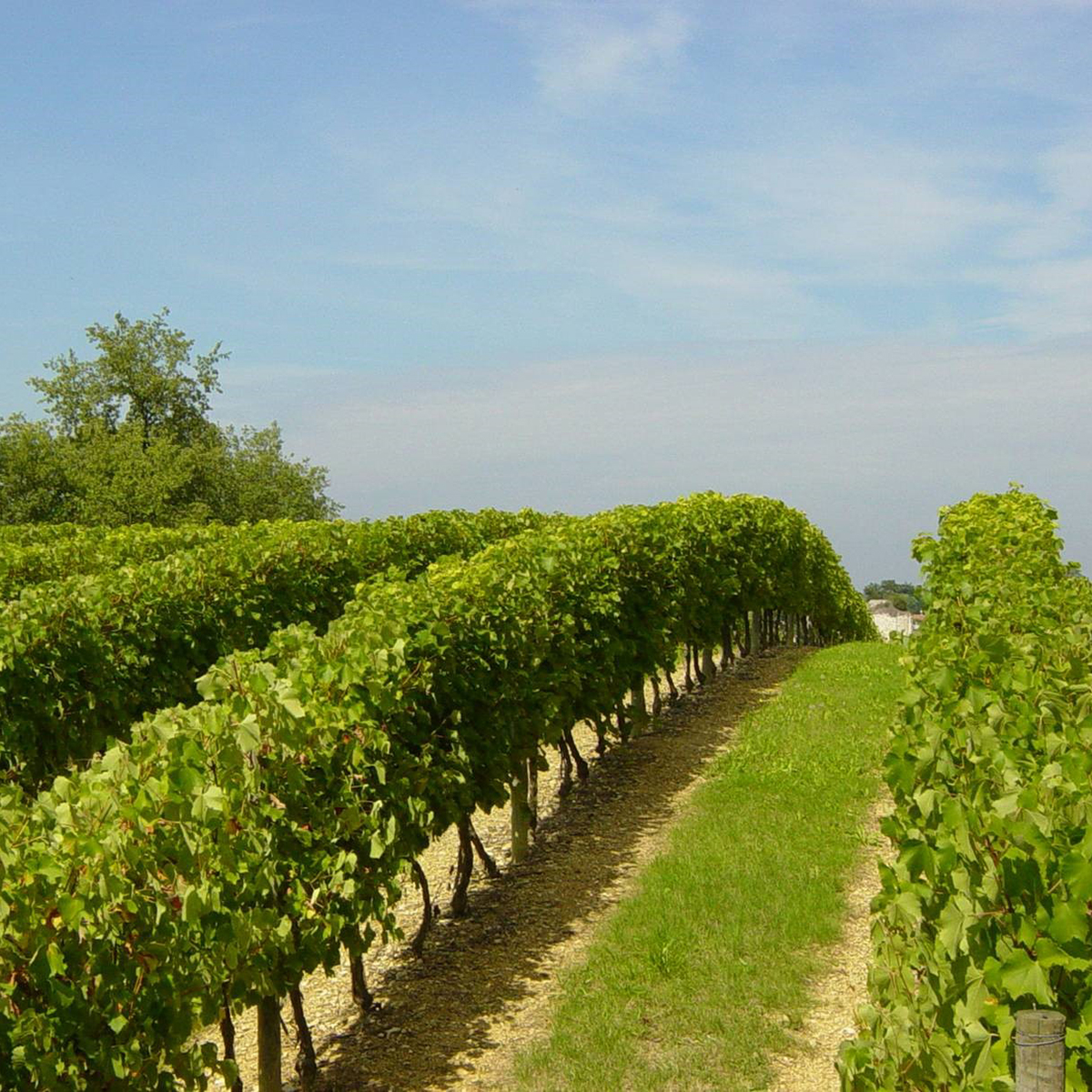 Duffour Père et Fils - Liberty Wines