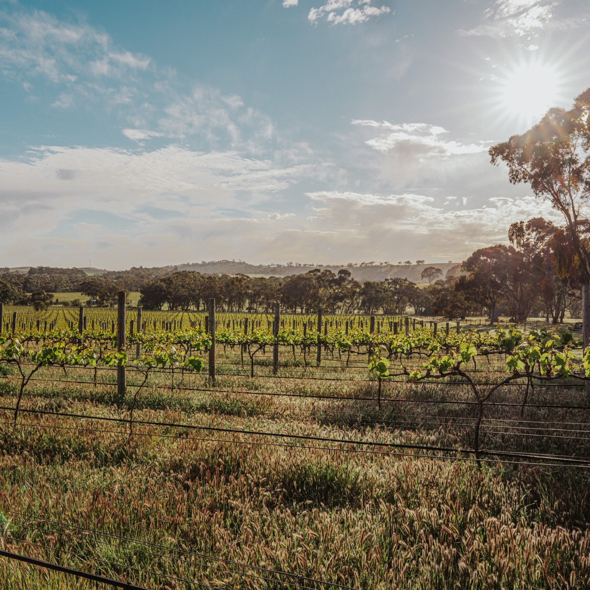 Grosset - Liberty Wines