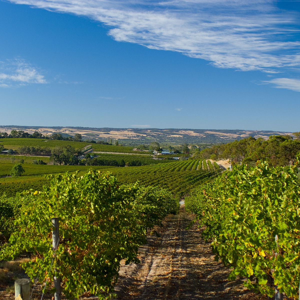 Willunga 100 - Liberty Wines