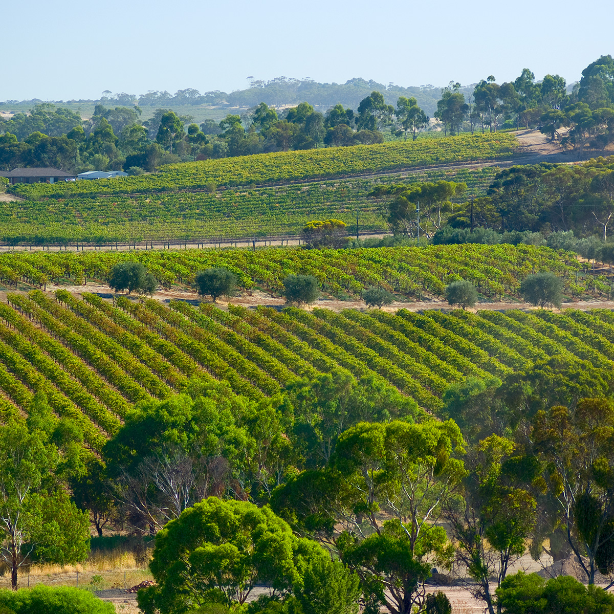 Willunga 100 - Liberty Wines