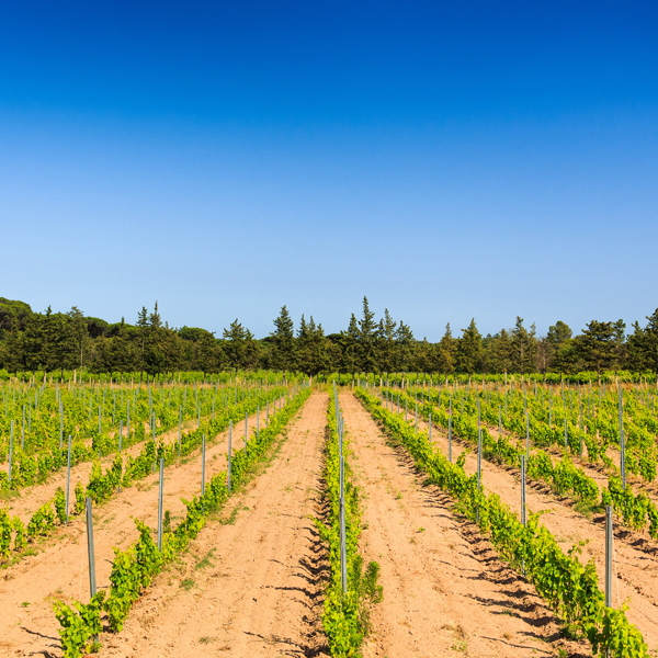 Château du Rouët - Liberty Wines