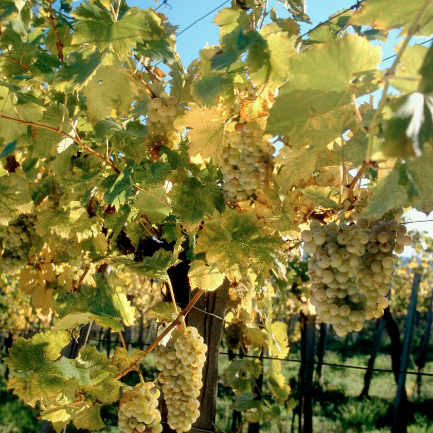 Wieninger - Liberty Wines