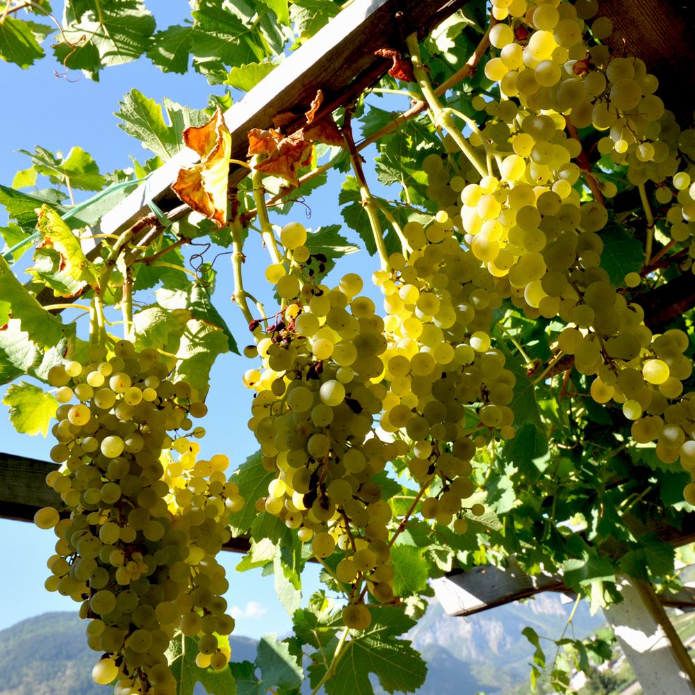 Ermes Pavese - Liberty Wines