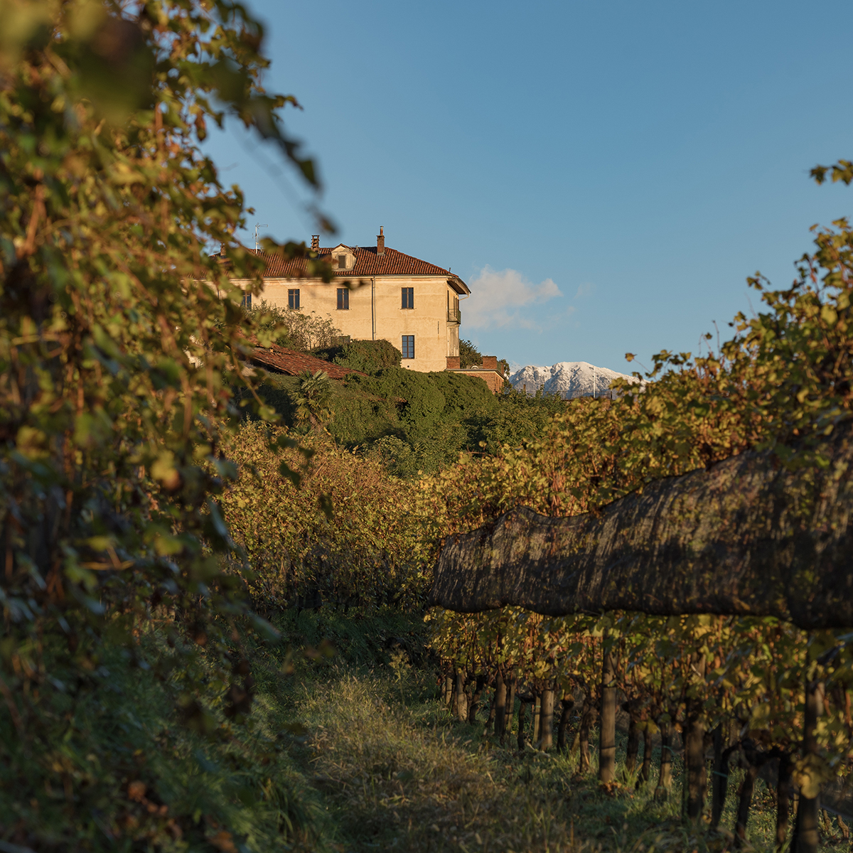 Proprietà Sperino - Liberty Wines
