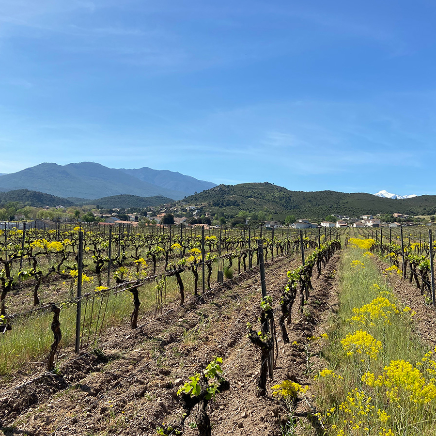 Domaine Vico - Liberty Wines