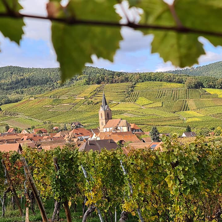 Domaine Rolly Gassmann - Liberty Wines