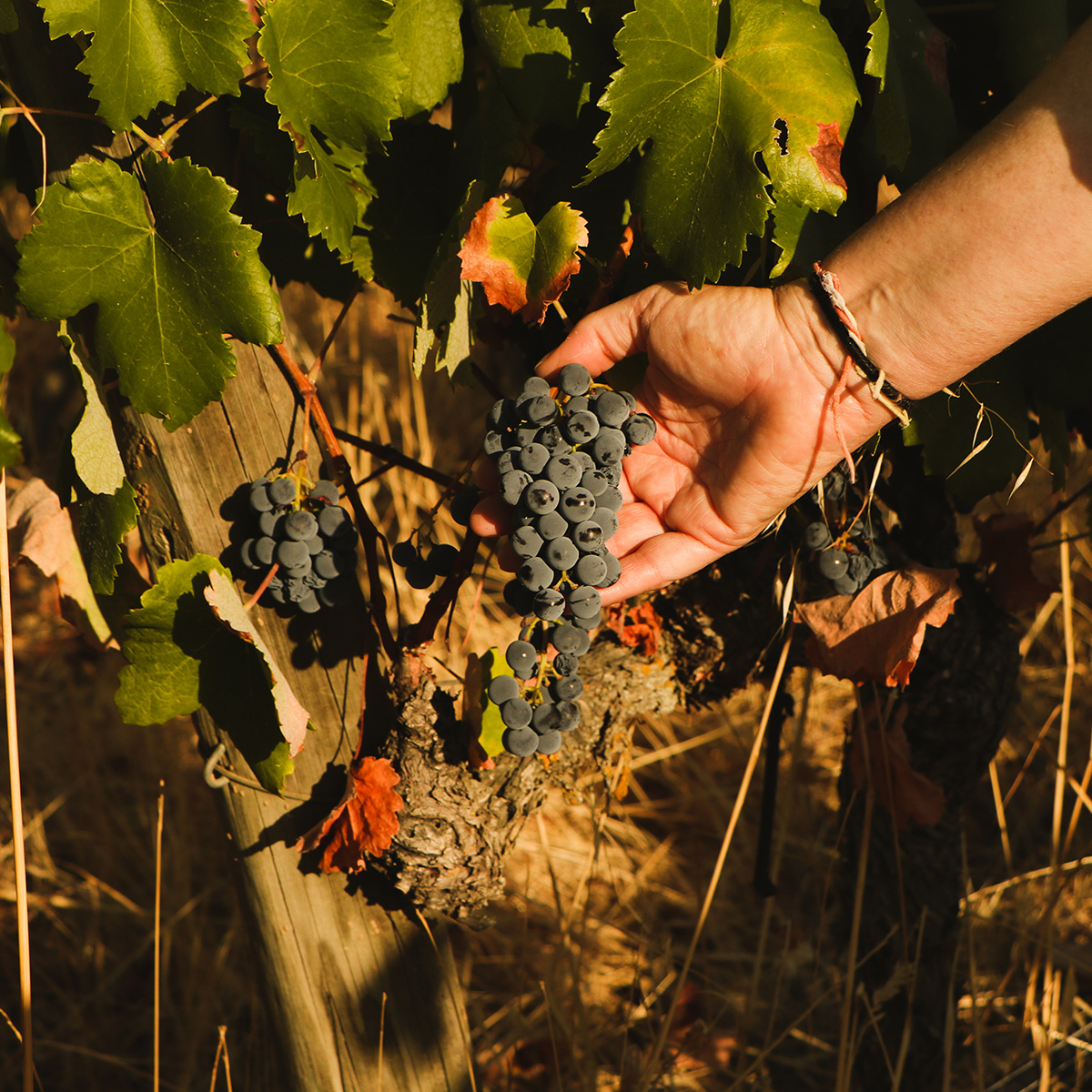 Azamor - Liberty Wines