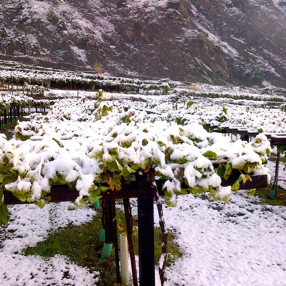 Ermes Pavese - Liberty Wines