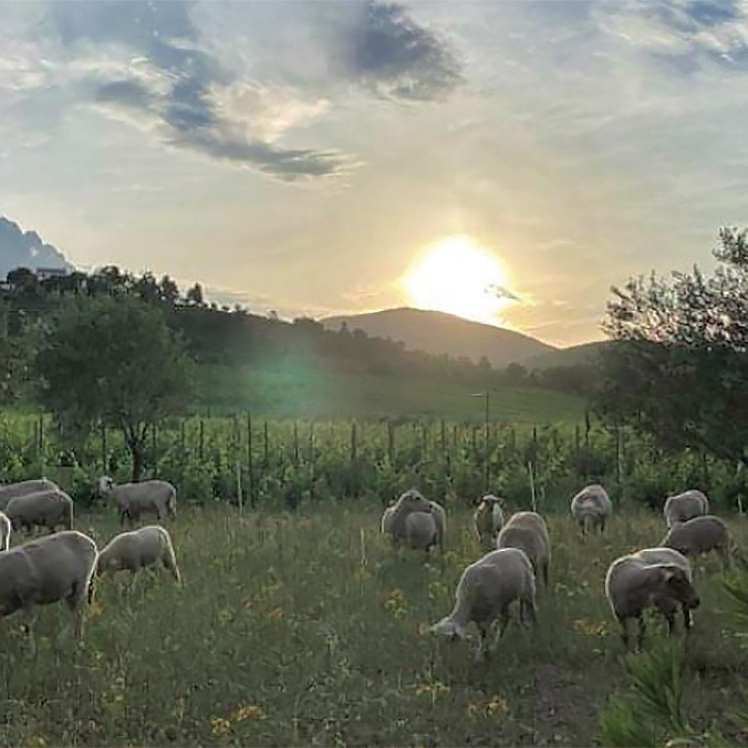 Domaine Vico - Liberty Wines