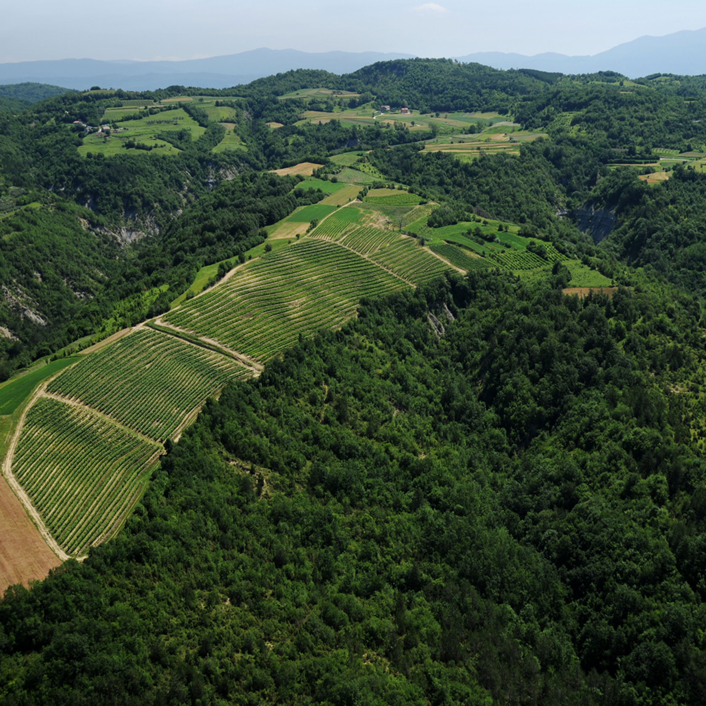 Matošević - Liberty Wines