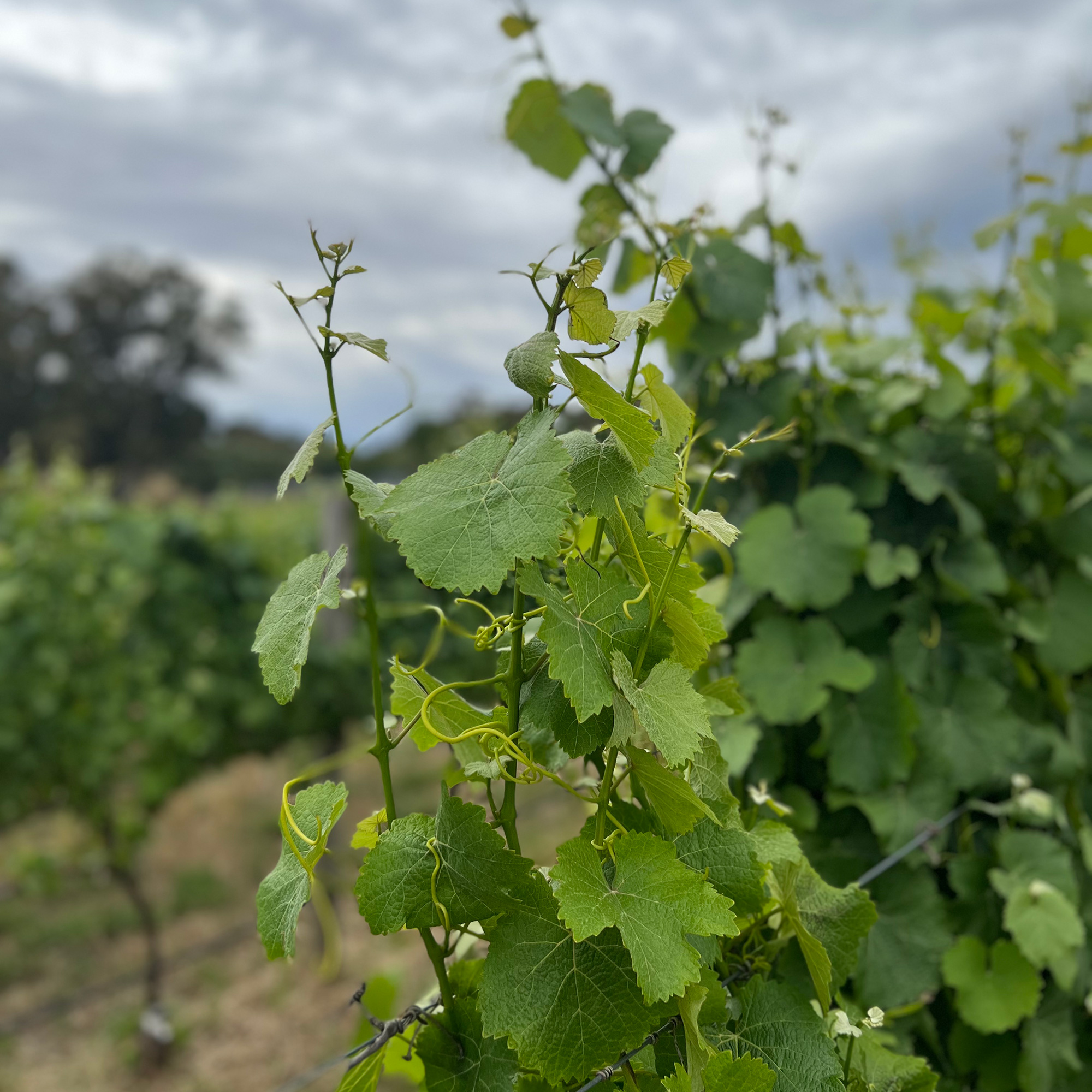 Protero - Liberty Wines