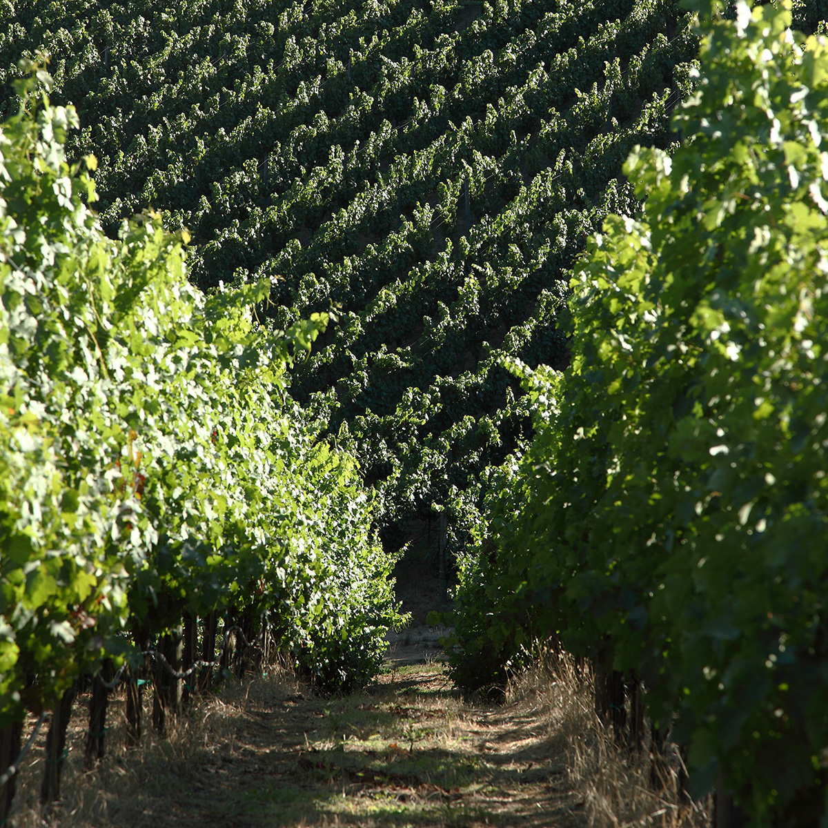 Truchard - Liberty Wines