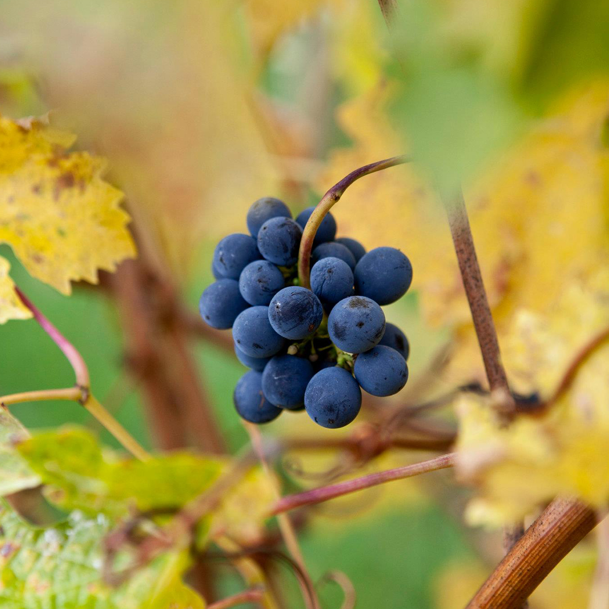 Truchard - Liberty Wines