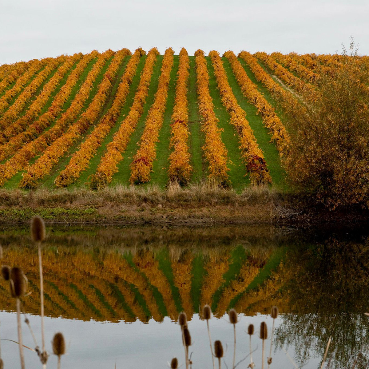 Truchard - Liberty Wines